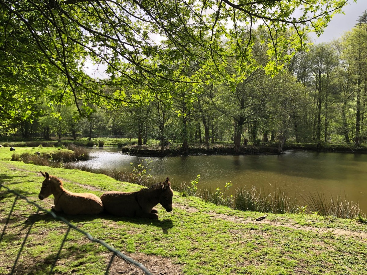 Une nouvelle copine pour Bobdy – Moulin de Rossiou